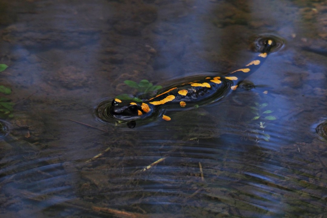 Artenhilfsprogramm Feuersalamander in Bayern - LBV